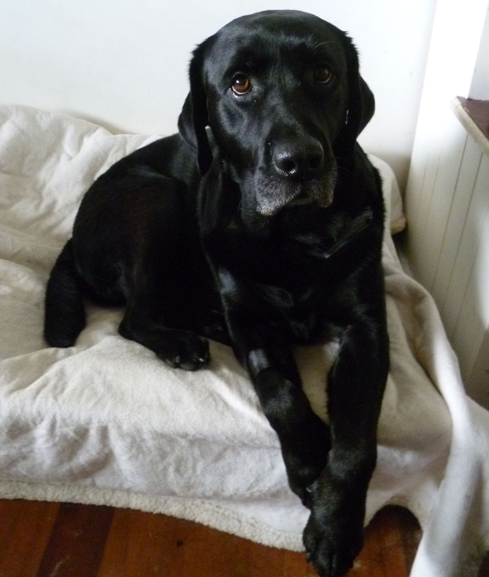 Bright Bessy Dog Training – Hollistic and Ethical Dog Training in the ...